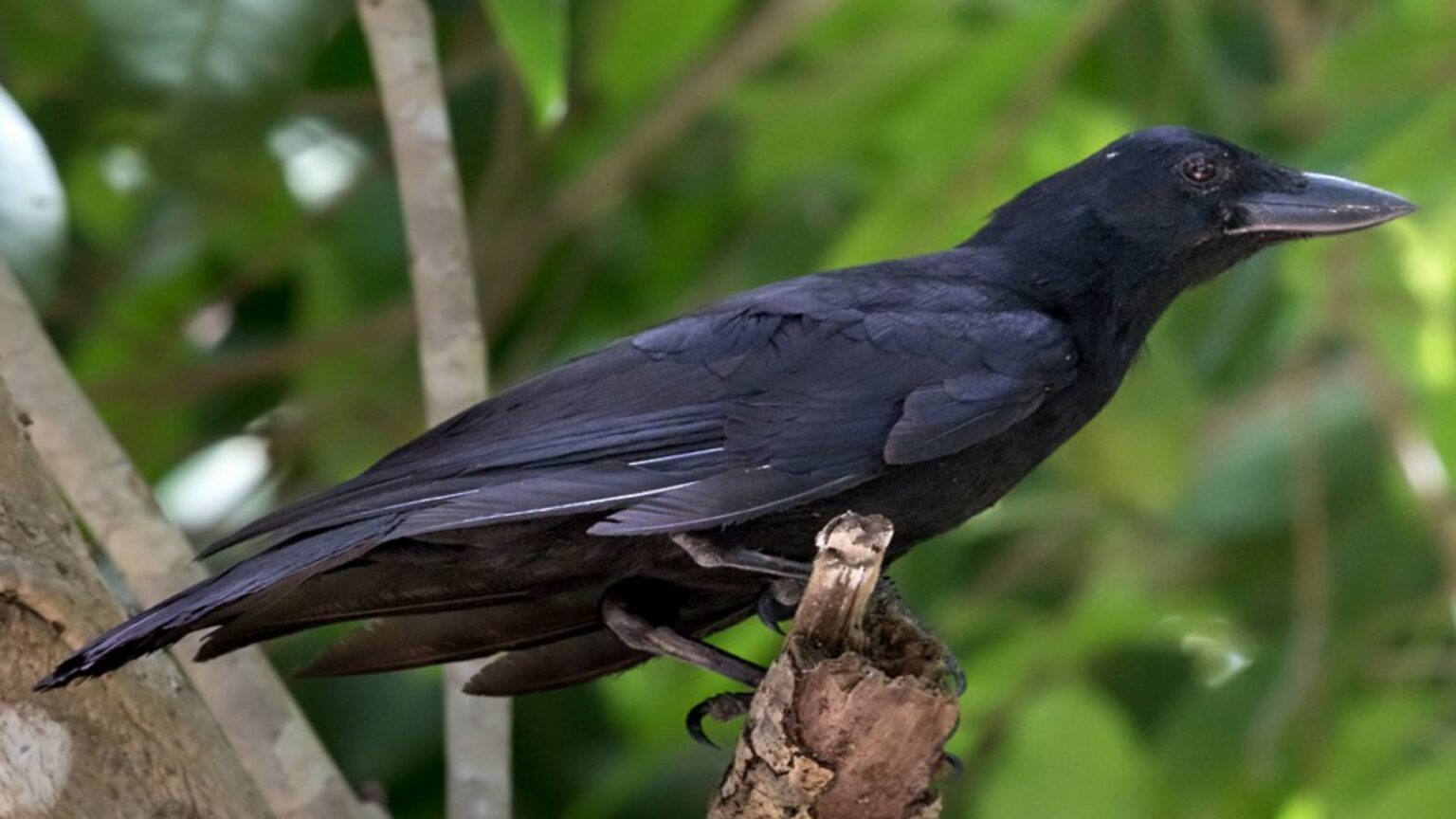 Confirmed by scientists—the New Caledonian crow has intelligence ...